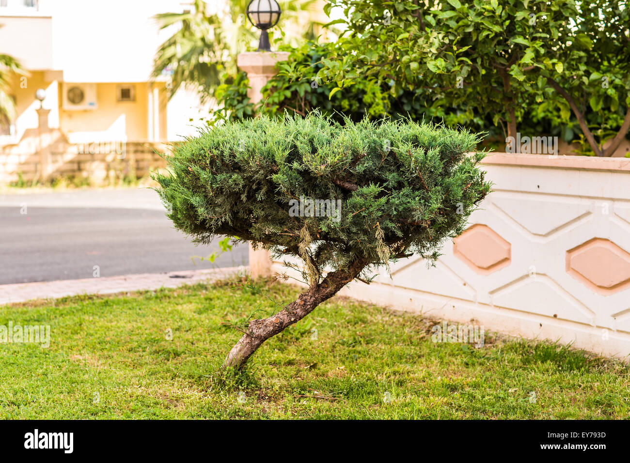 small crooked tree Stock Photo - Alamy