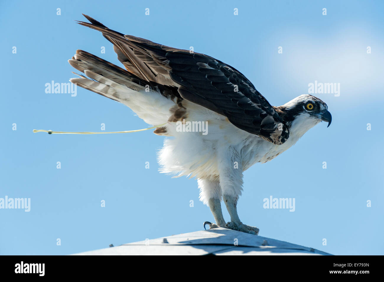 An Osprey defecating at Celery Fields, Sarasota, Florida, United States ...