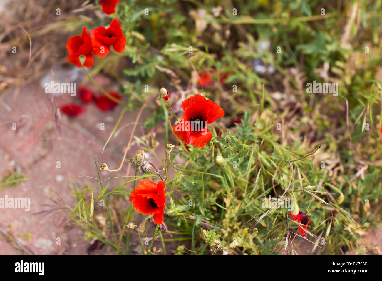 Solar field red poppies hi-res stock photography and images - Alamy