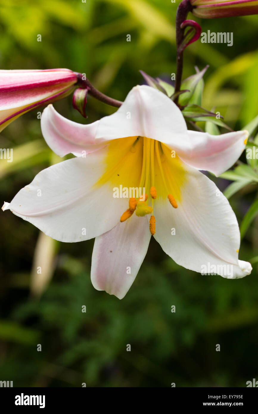 Pink striped white flowers of the heavily fragrant regal lily, Lilium ...