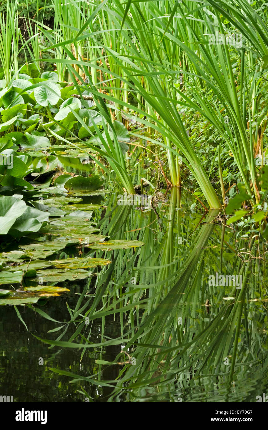 Reflections of water rushes in lake, Grantham, Lincolnshire, England ...