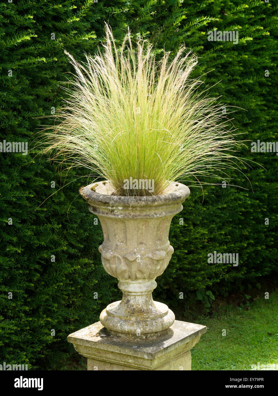Mexican Feather Grass In Containers