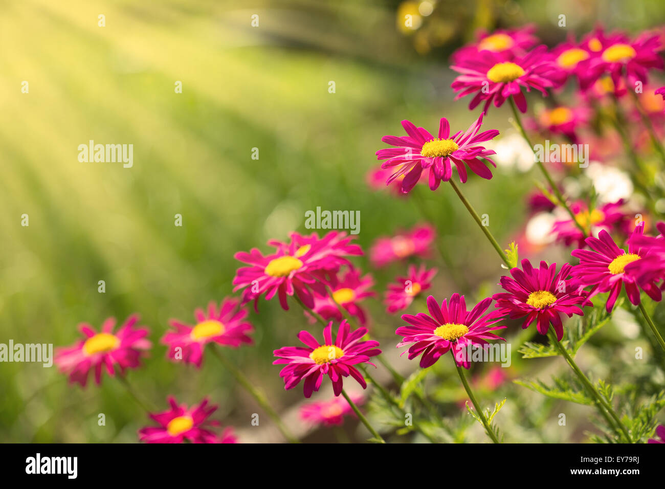 Red daisy flowers growing in the garden Stock Photo - Alamy