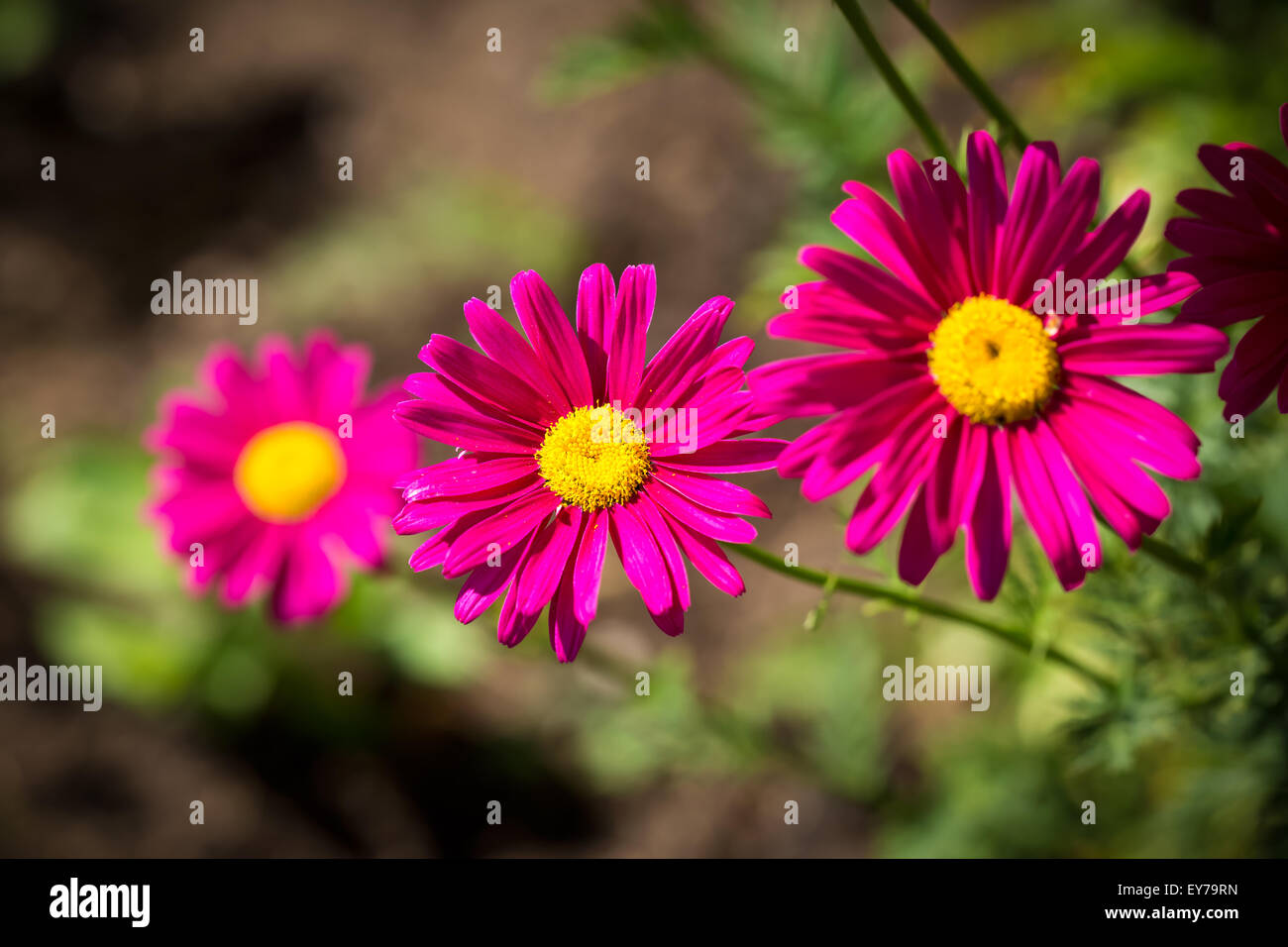 Daisies growing in garden hi-res stock photography and images - Alamy