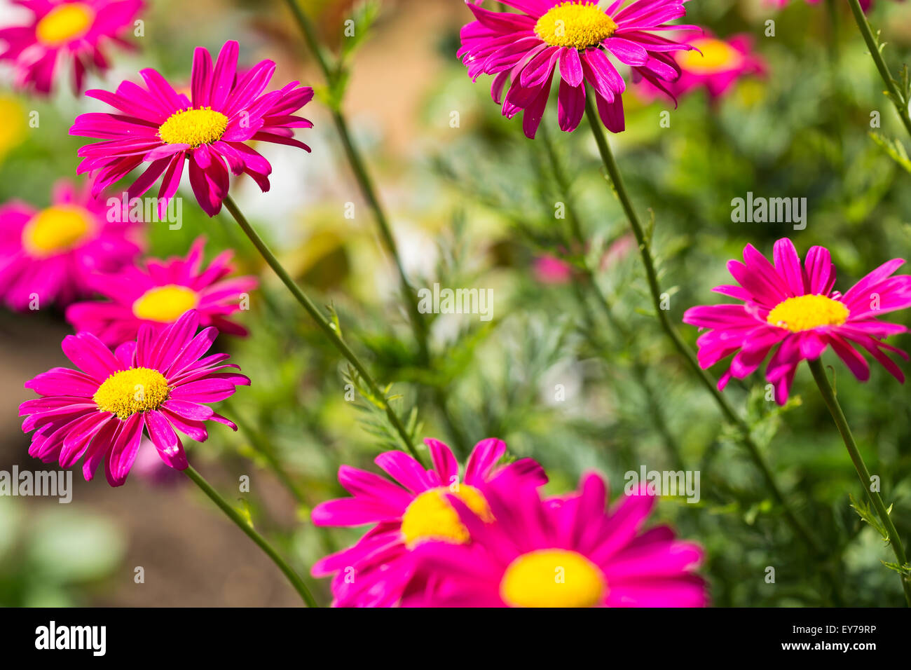Red daisy flowers growing in the garden Stock Photo - Alamy