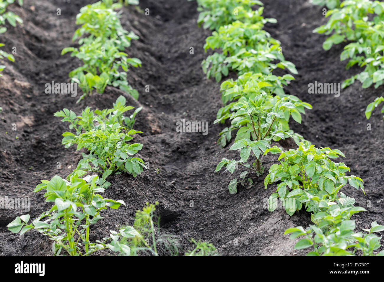 Potato field. Outdoor in the garden Stock Photo - Alamy