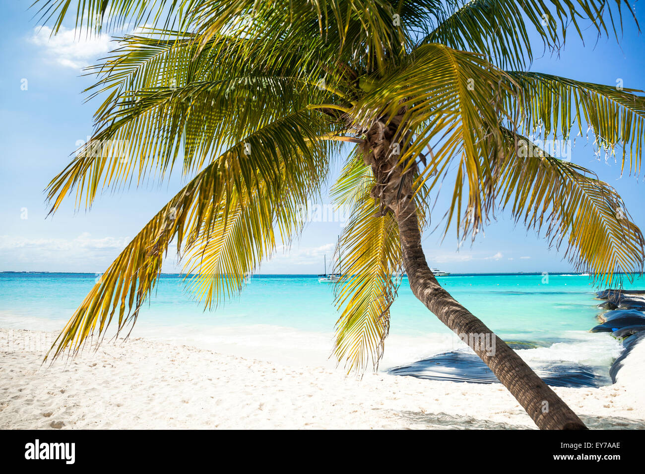 Tropical white sand beach with coconut palm trees, seaview. Mexico ...