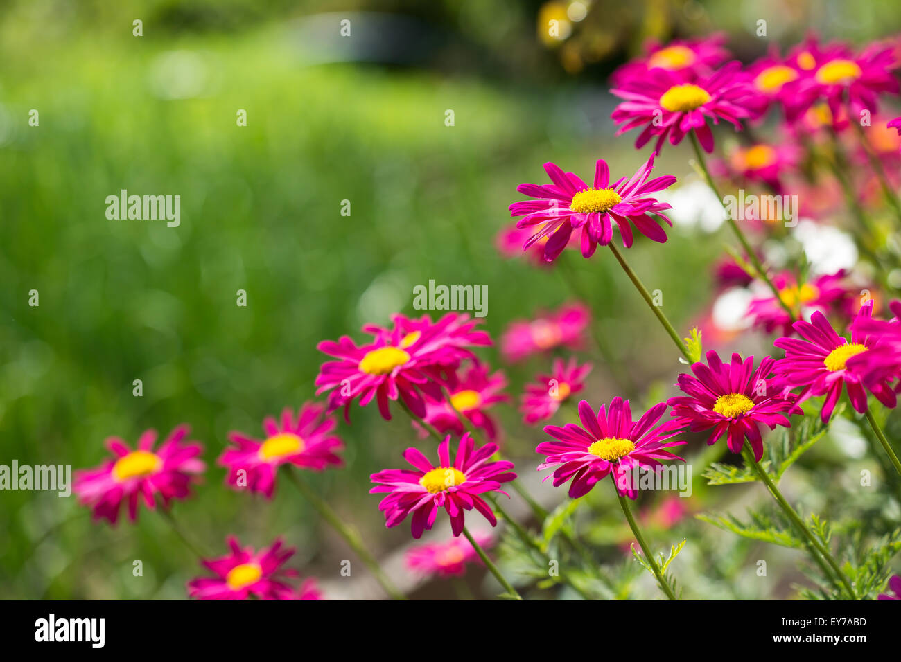 Red daisy flowers growing in the garden Stock Photo - Alamy