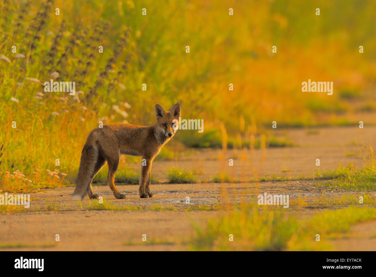 True fox hi-res stock photography and images - Alamy