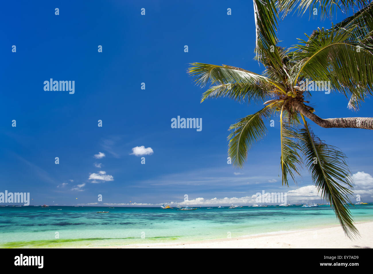 Tropical beach with coconut palm tree, white sand and turquoise sea ...