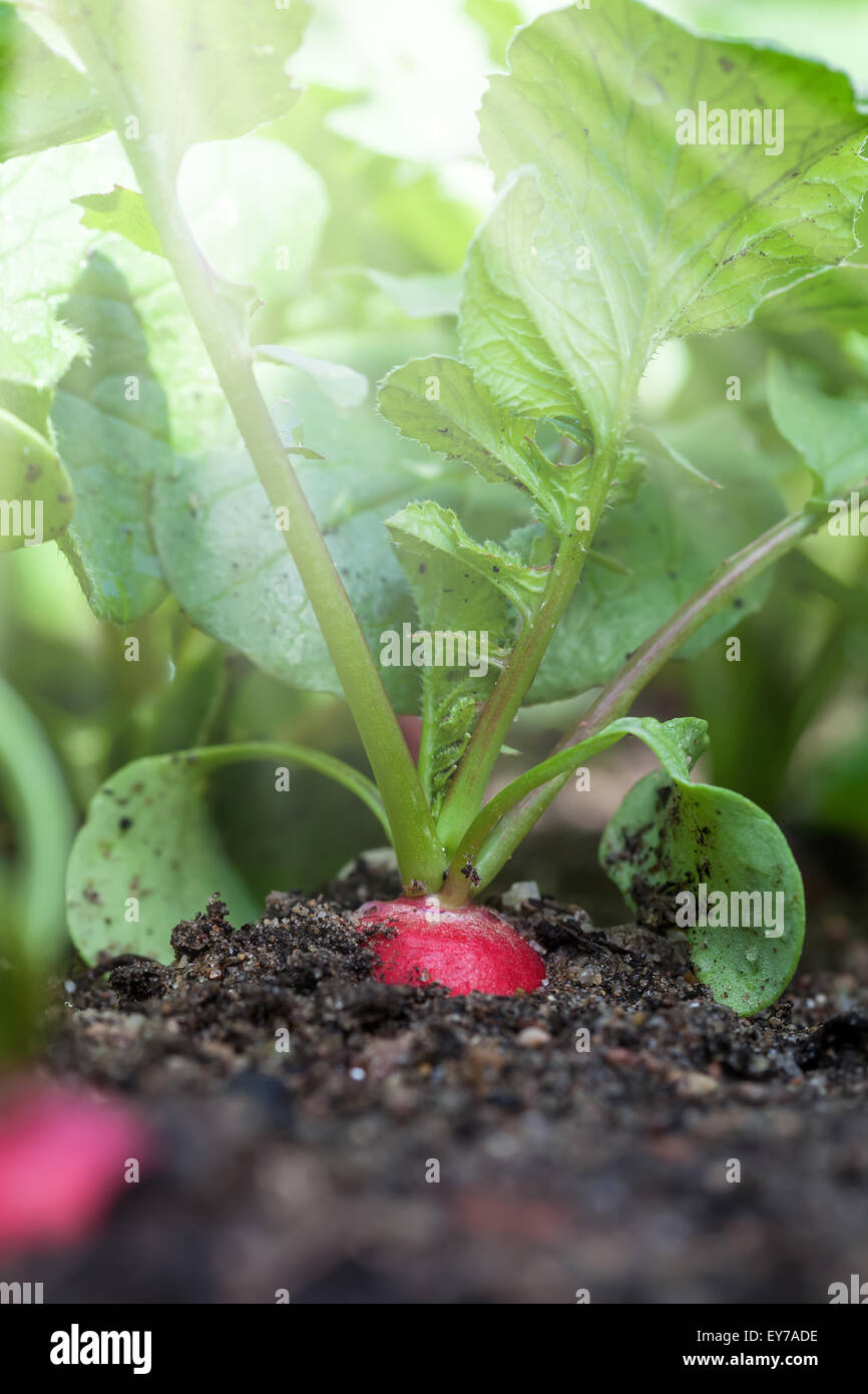 Red radish with leaves and roots hi-res stock photography and images ...