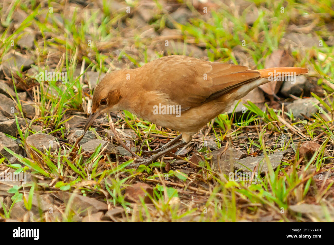 Furnarius rufus, Rufous Hornero, Iguassu NP, Argentina Stock Photo - Alamy