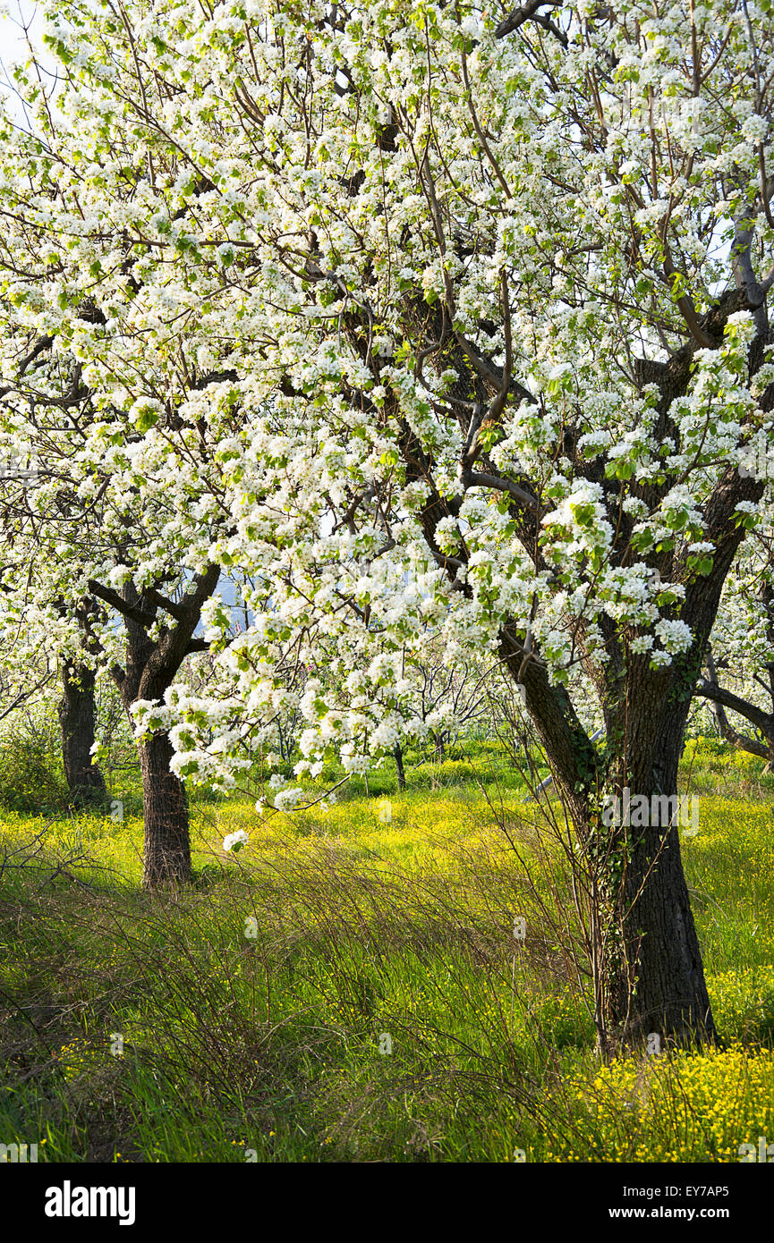 Pear trees in full blossom hi-res stock photography and images - Alamy