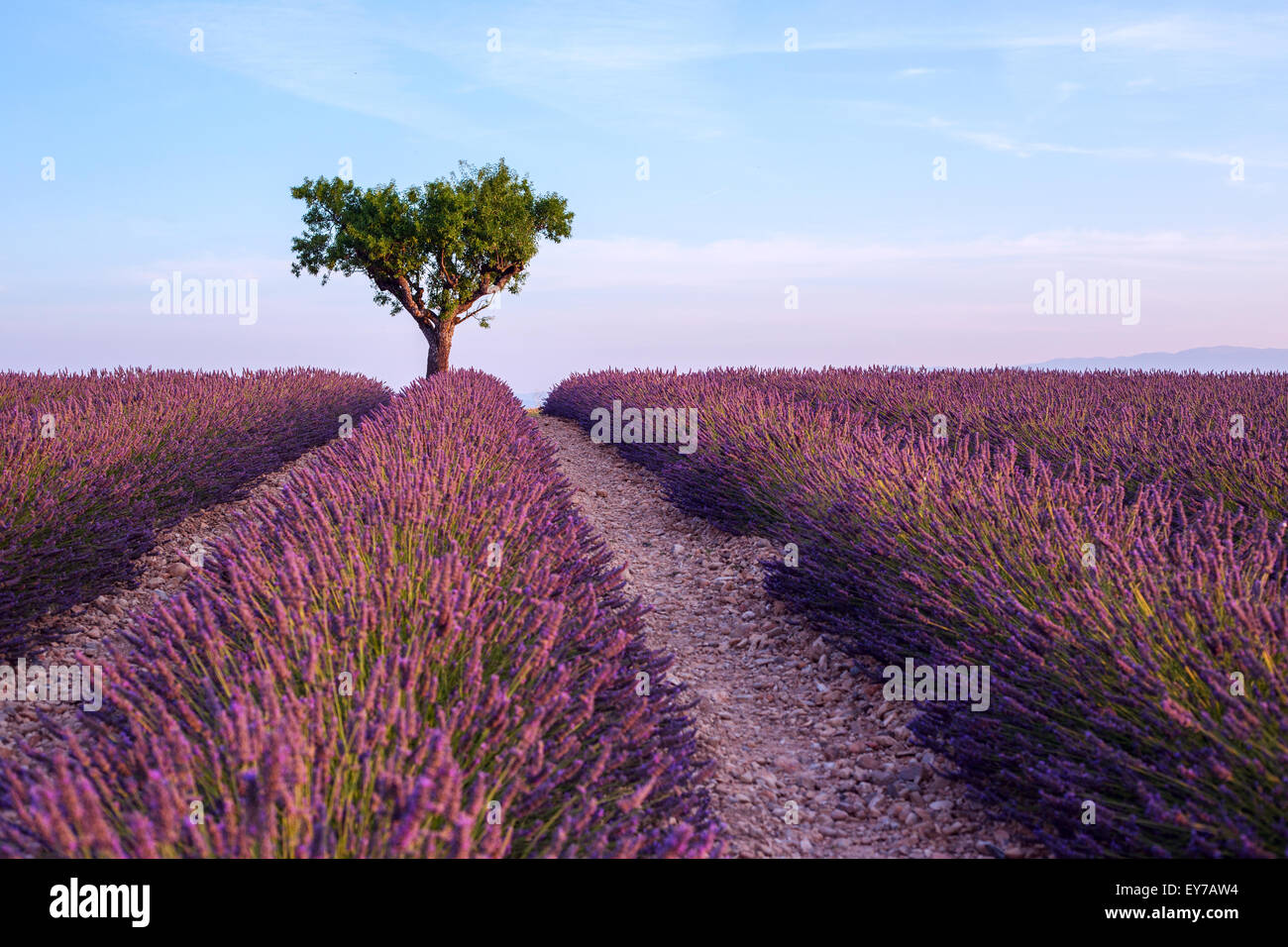 Lavender field summer sunset landscape with single tree near Valensole.Provence,France Stock ...