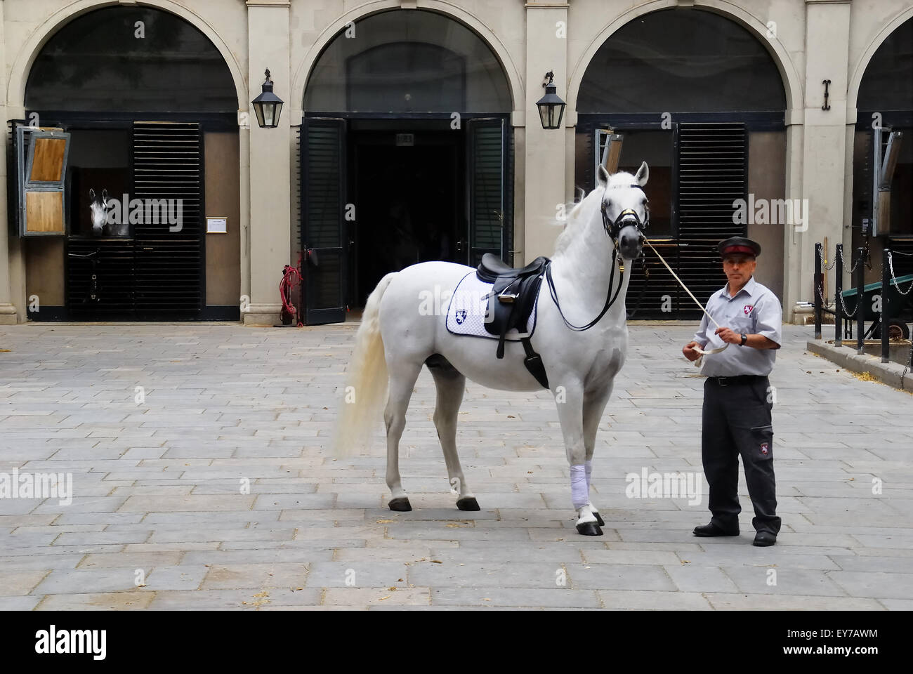 Lipizzan Horse High Resolution Stock Photography and Images - Alamy