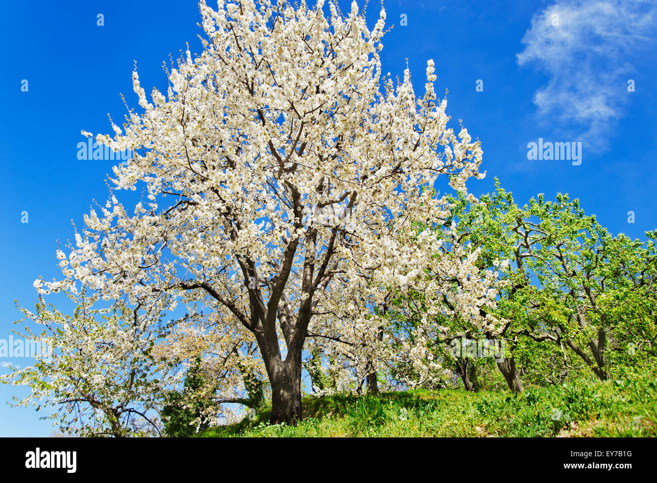 Flowering cherry tree Stock Photo - Alamy