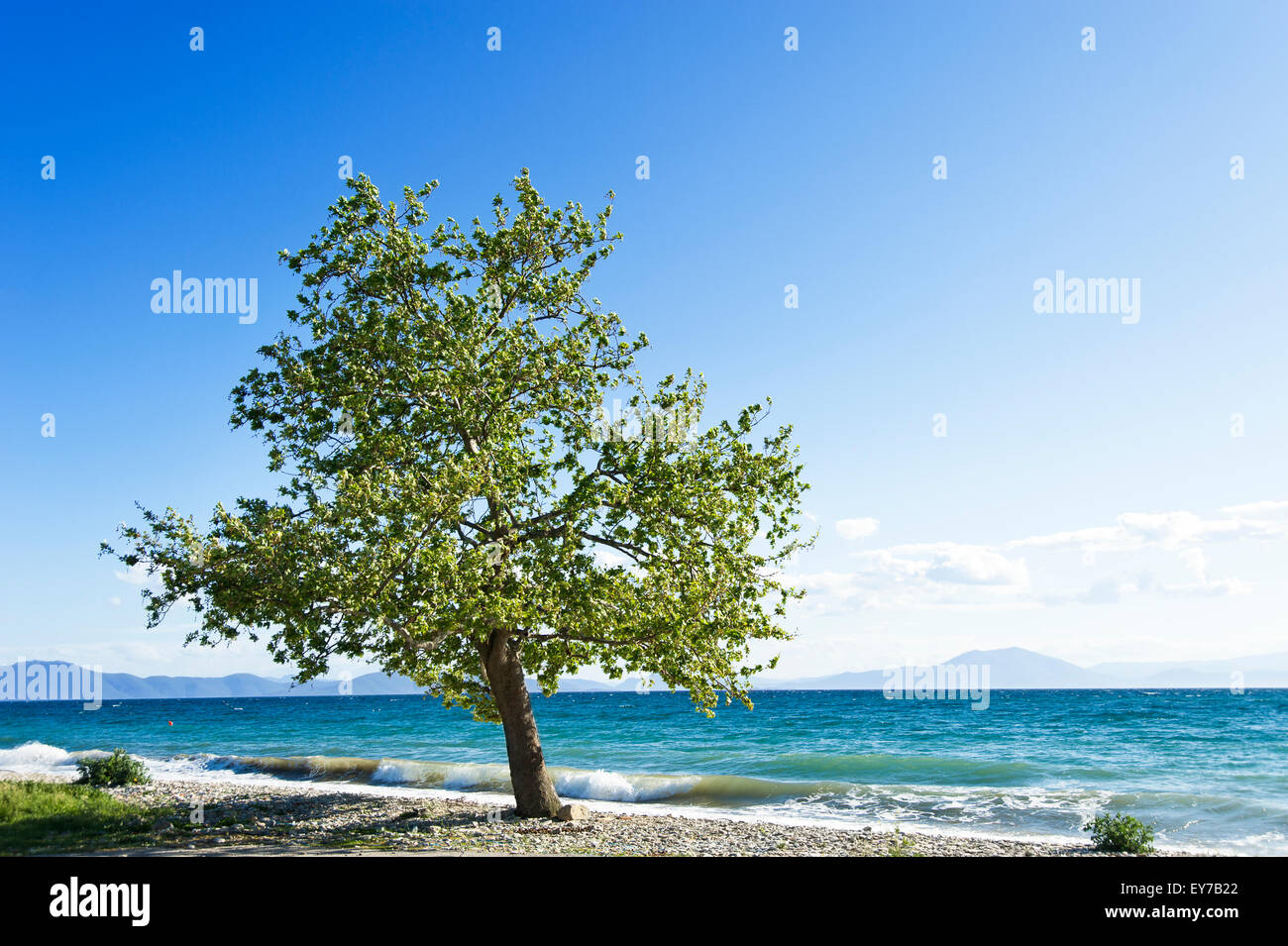 Platane tree hi-res stock photography and images - Alamy
