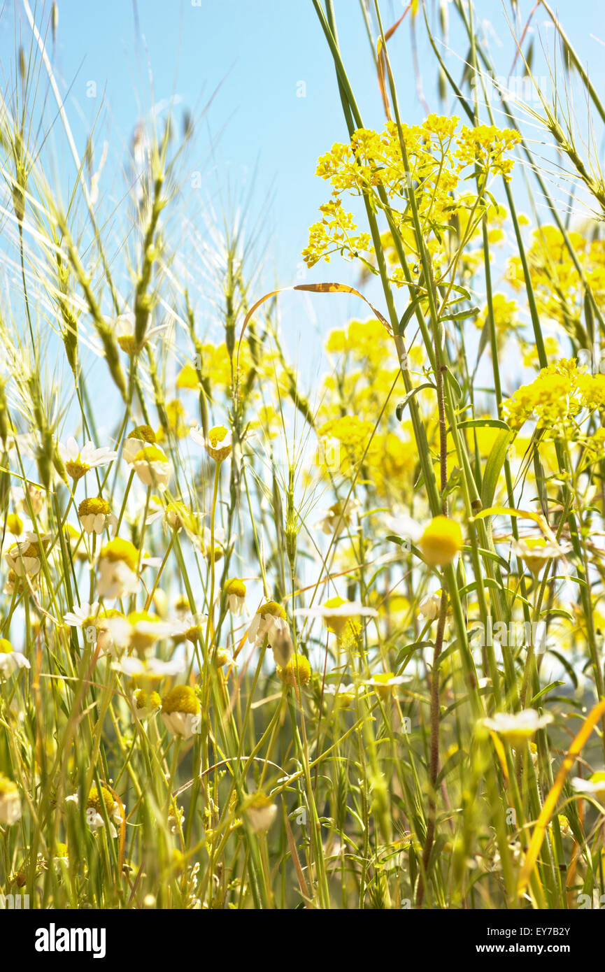 Wiese gras meadow grass hi-res stock photography and images - Alamy