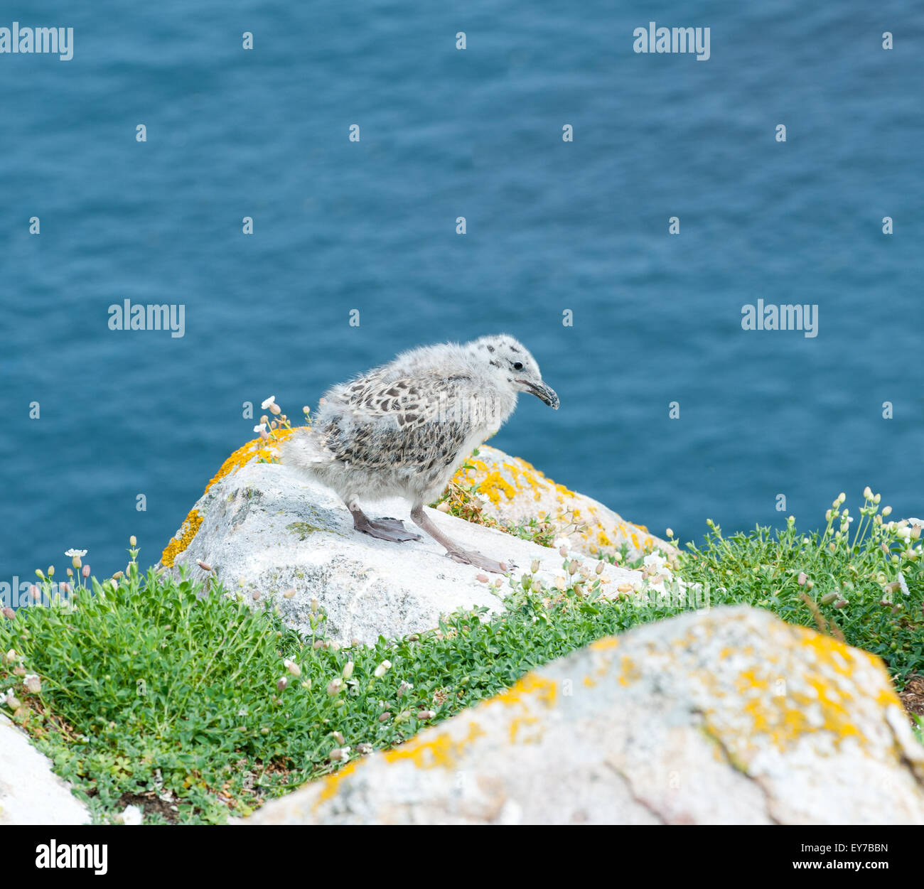 A black backed seagull chick on the Saltee Islands in Wexford, Ireland ...