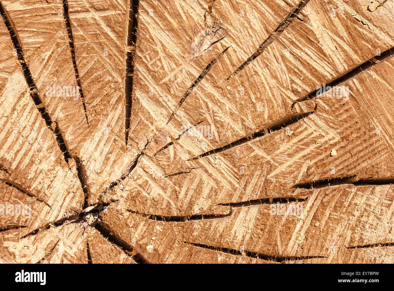 Tree texture background with cracks Stock Photo - Alamy