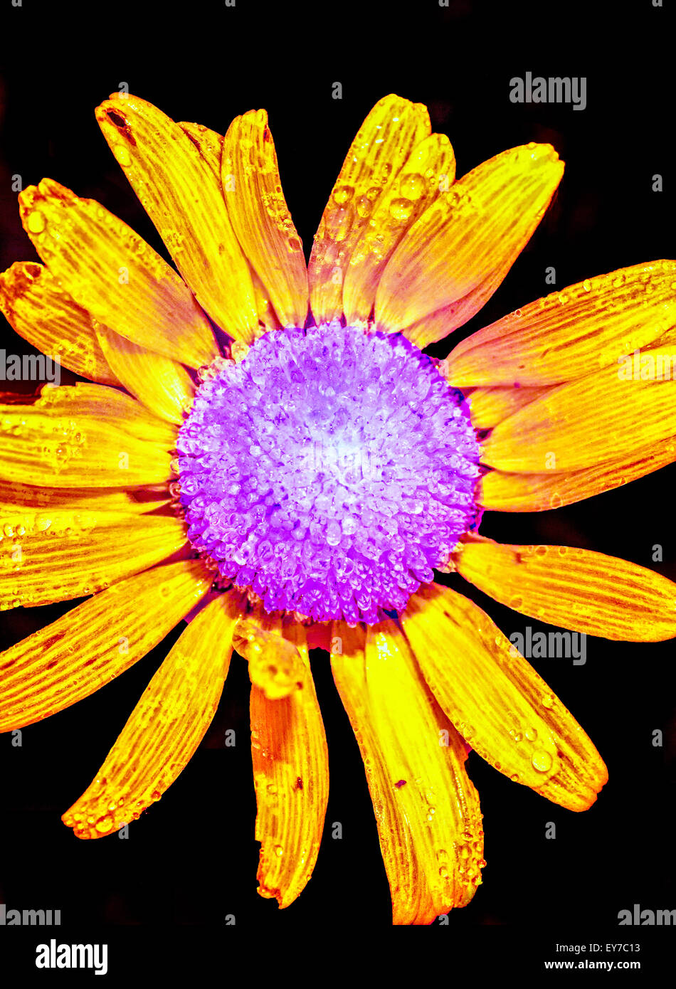 Moon daisy in IRUV Stock Photo - Alamy
