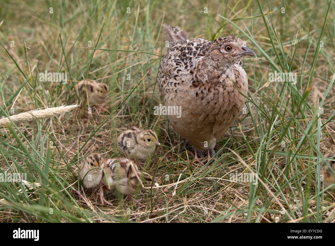 A Pheasant Hen And Her Chicks Search For Food In A Field In Front Of ...