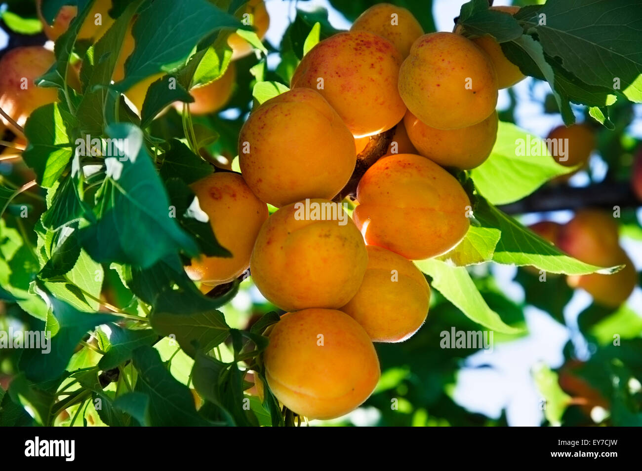Ripe apricots on tree Stock Photo - Alamy