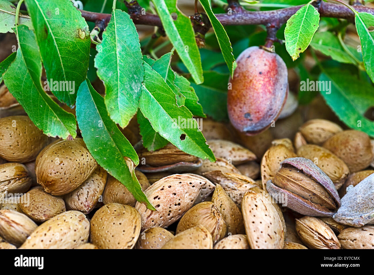 Unshelled nuts hi-res stock photography and images - Alamy