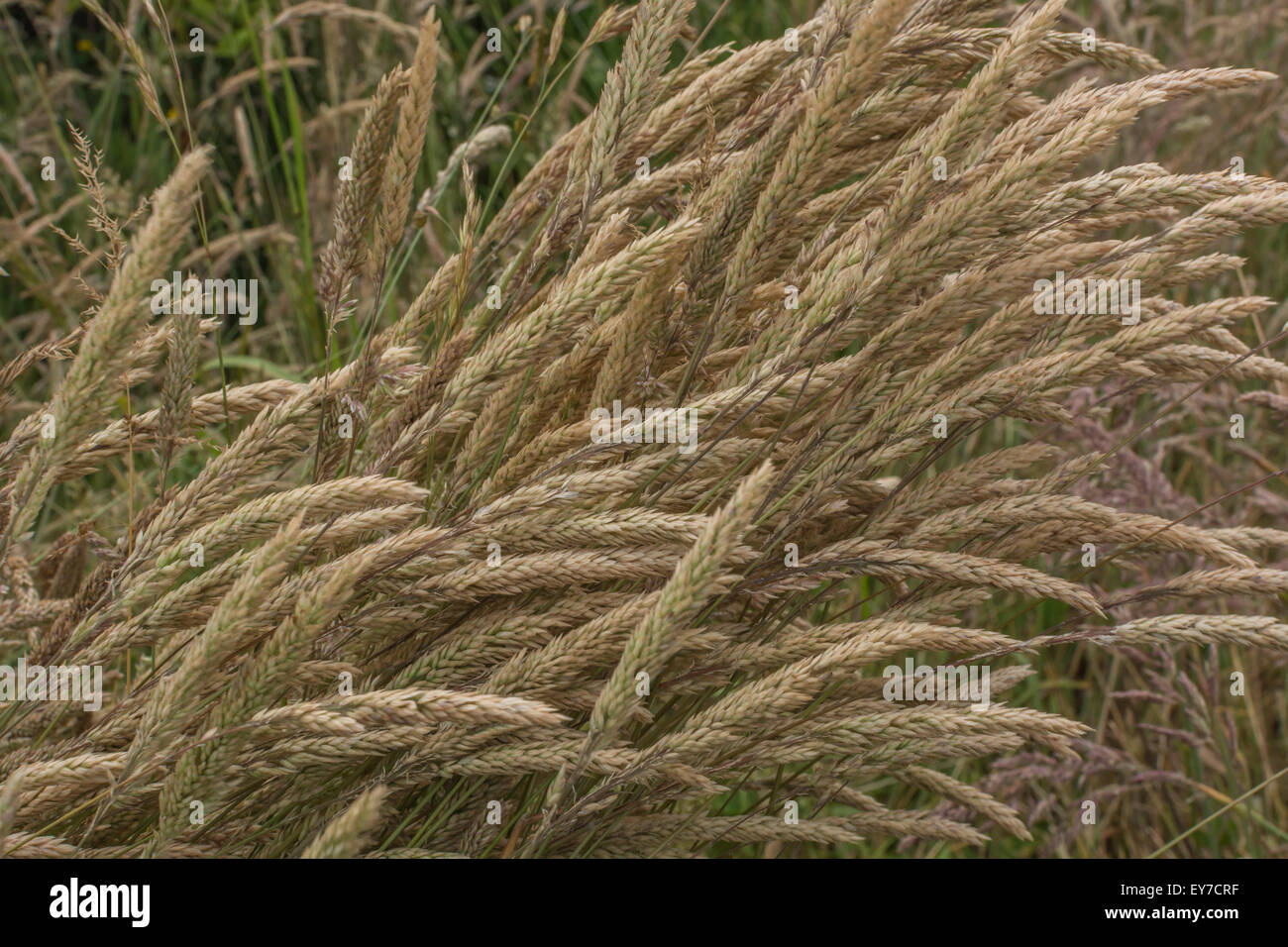 Wild grasses in field Stock Photo - Alamy