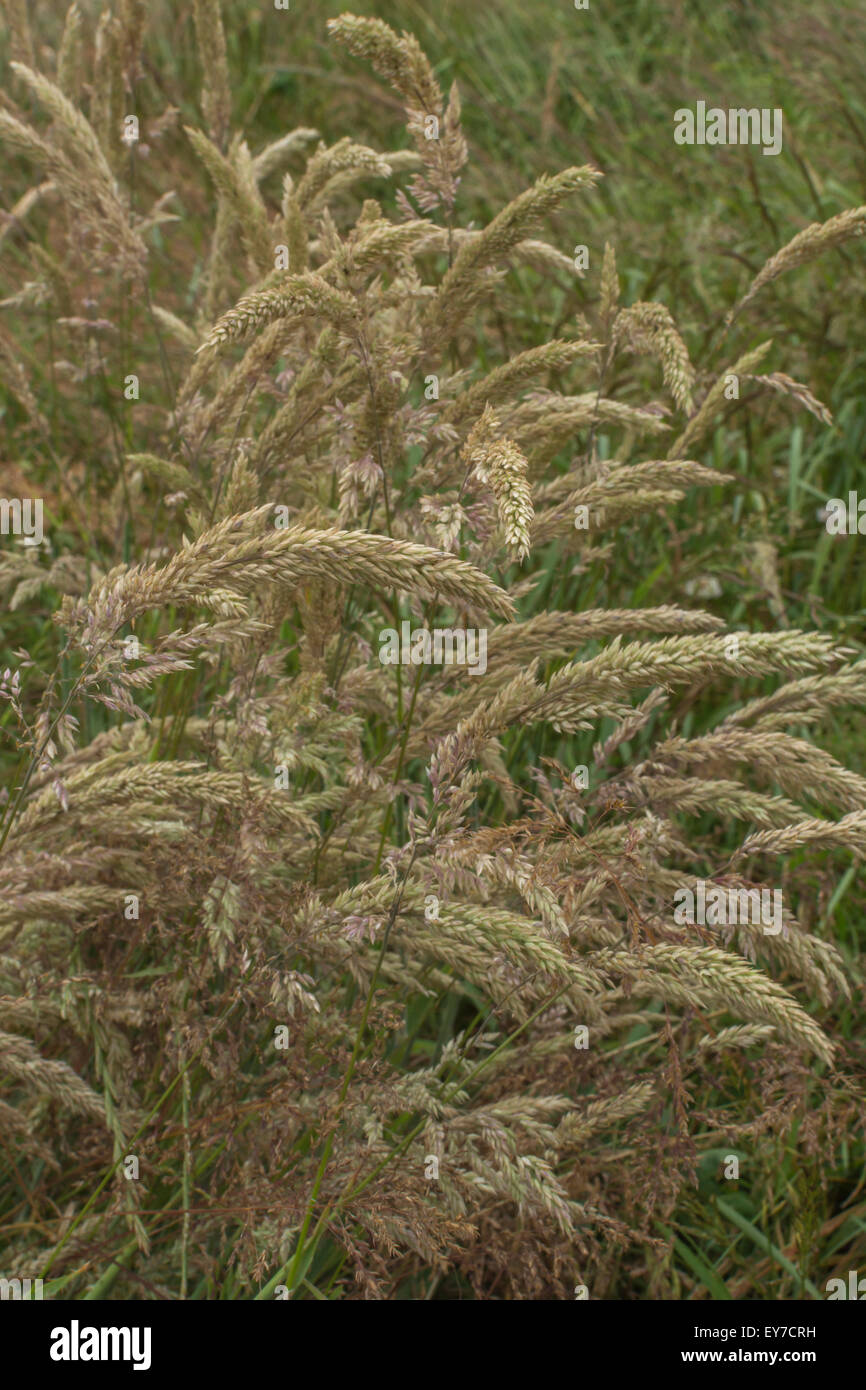 Wild grasses in field. Key focus on seed head lying almost horizontal ...