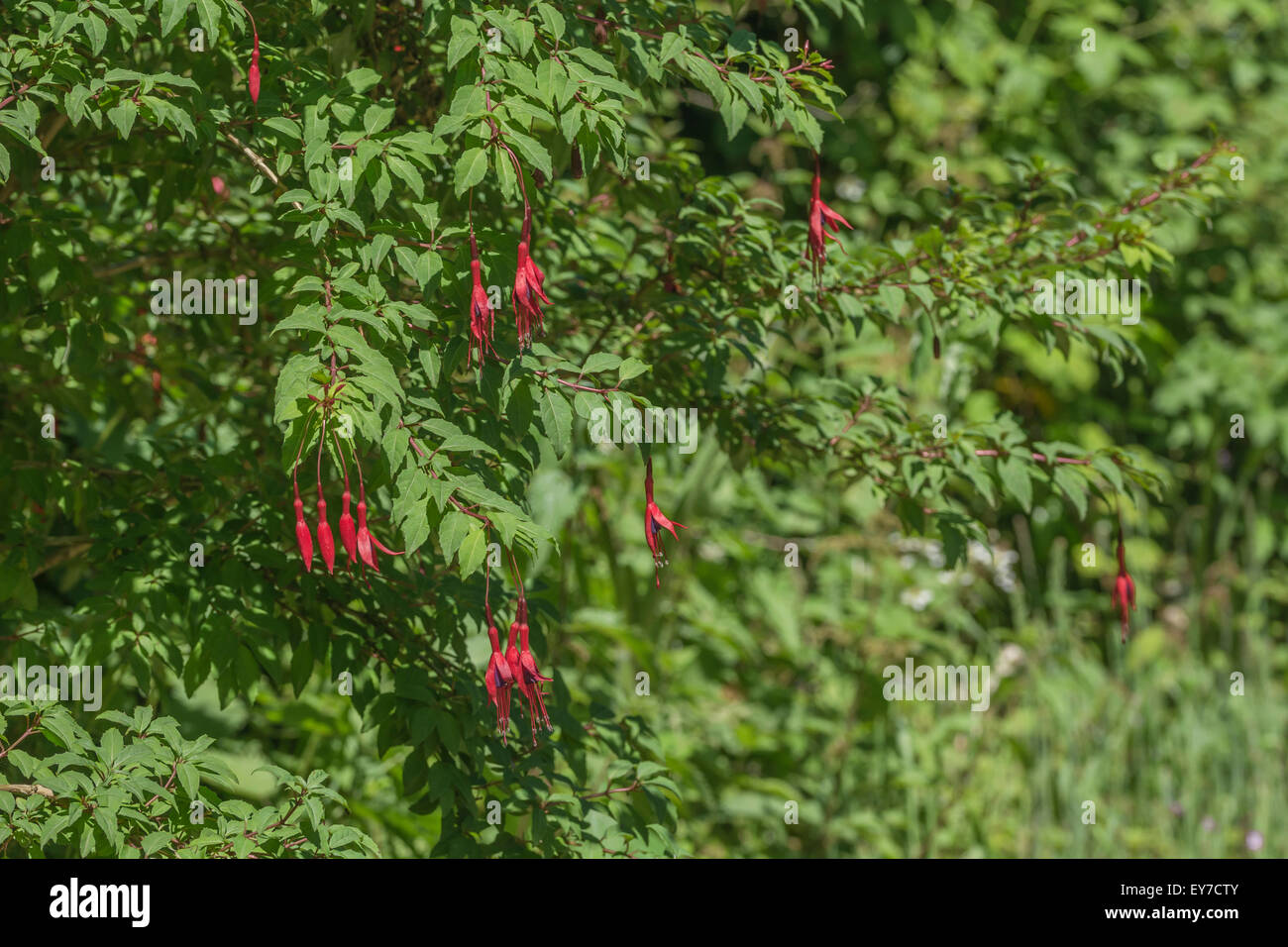 Fuschia flowers hi-res stock photography and images - Alamy