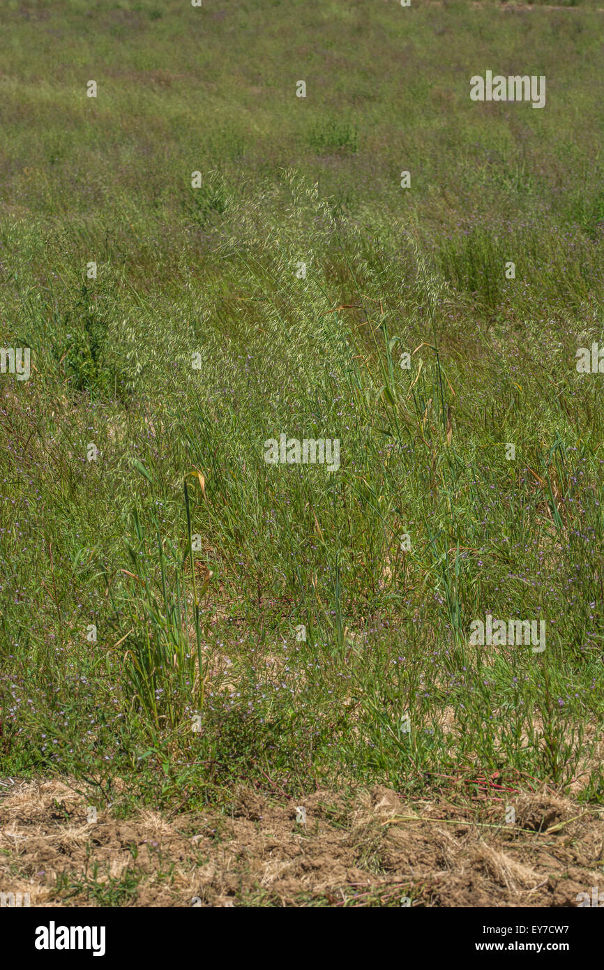 Open grass land hi-res stock photography and images - Alamy