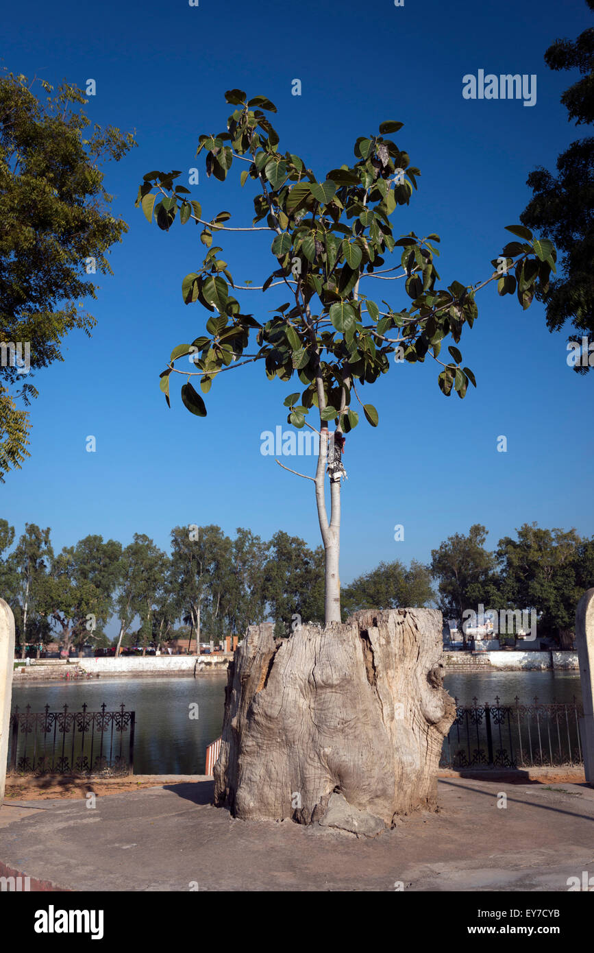 Young tree growing out of the dead stump of an old tree in Khajuraho ...