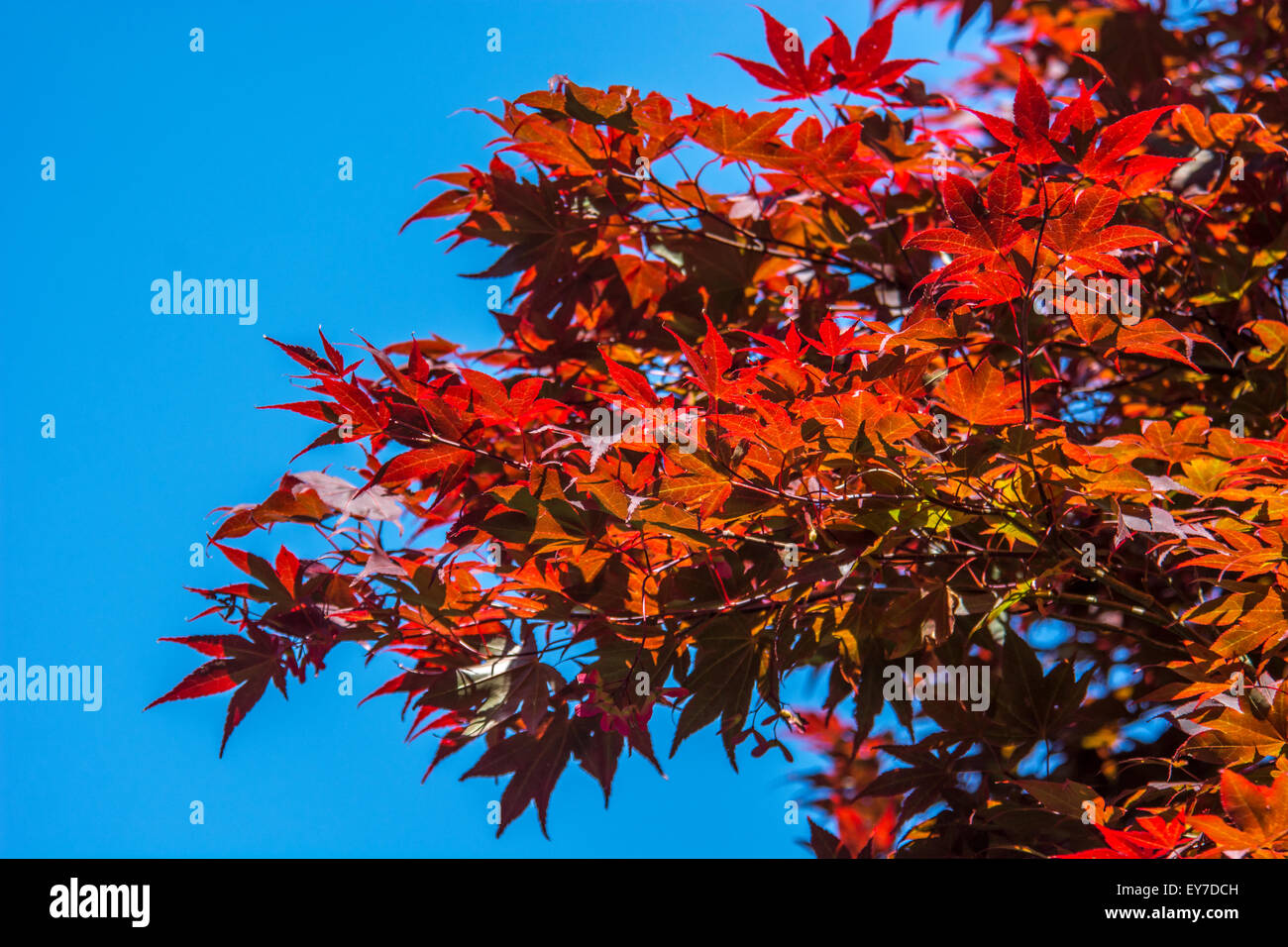 Acer palmatum atropurpureum uk hi-res stock photography and images - Alamy