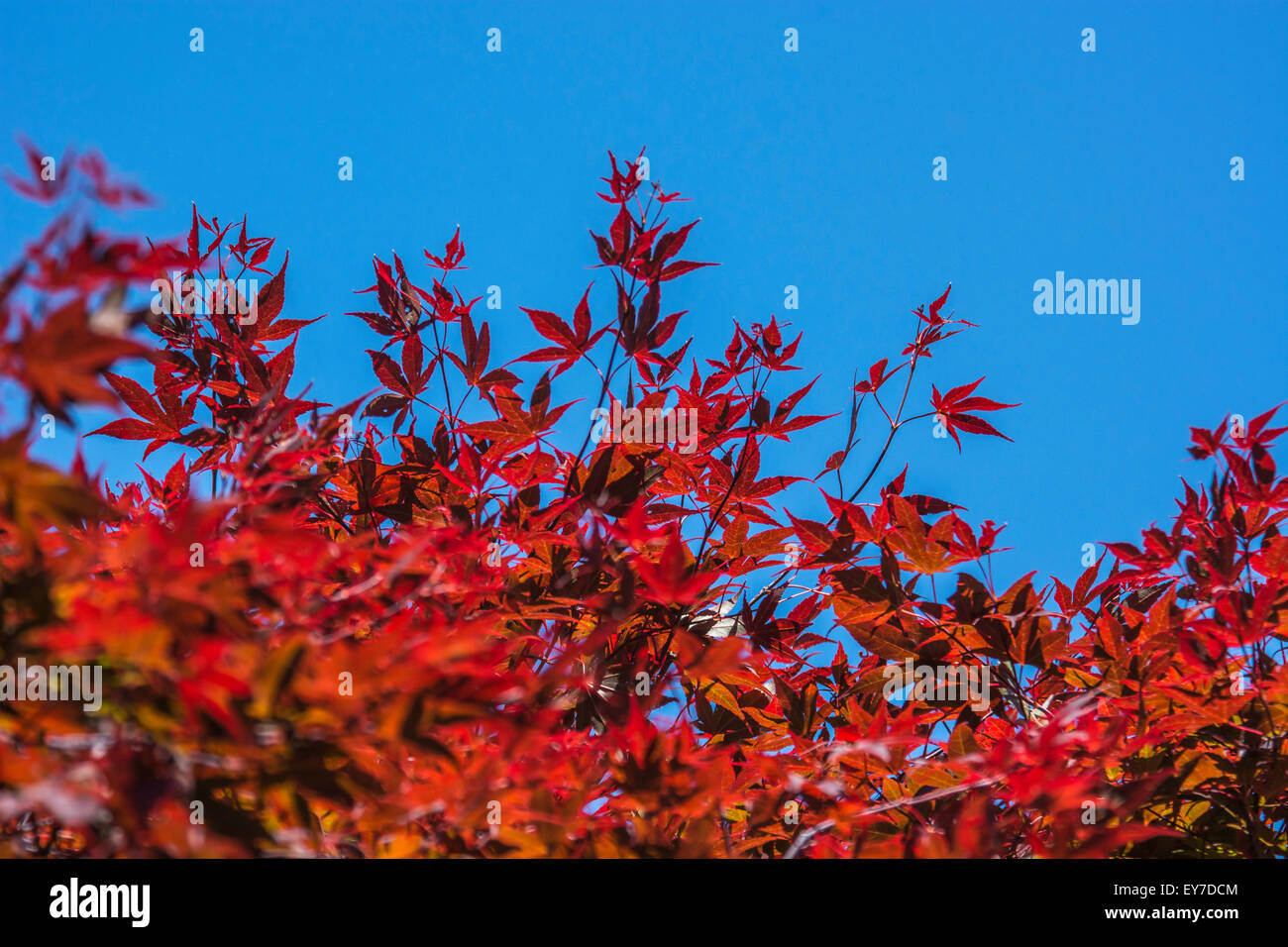 Acer palmatum atropurpureum tree hi-res stock photography and images ...