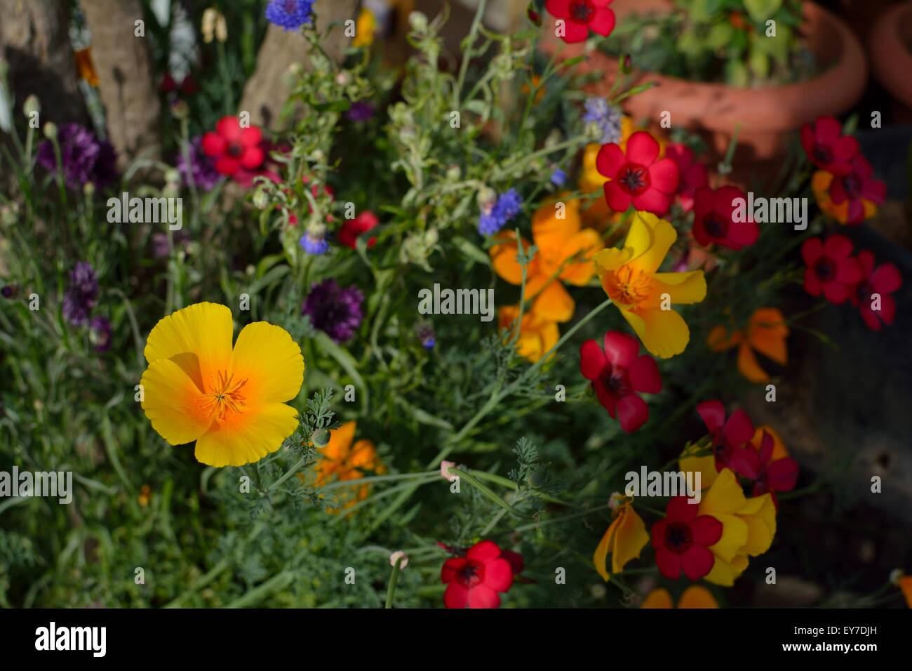 Summer flower mix - Escholcia, Ranunculus, Centaurea Stock Photo - Alamy