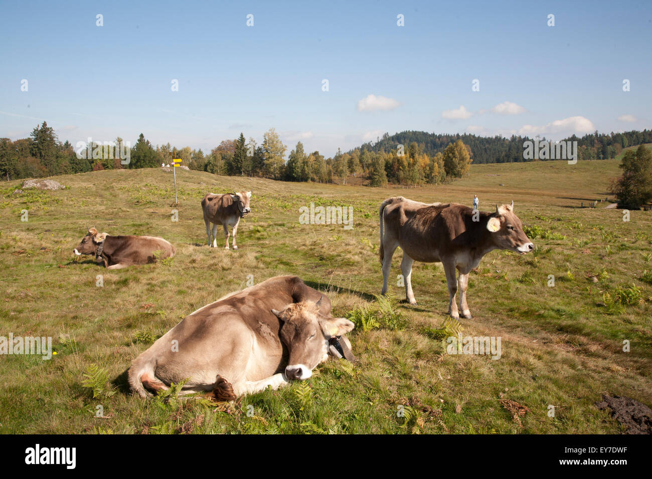 Cows on swiss farm field Stock Photo - Alamy