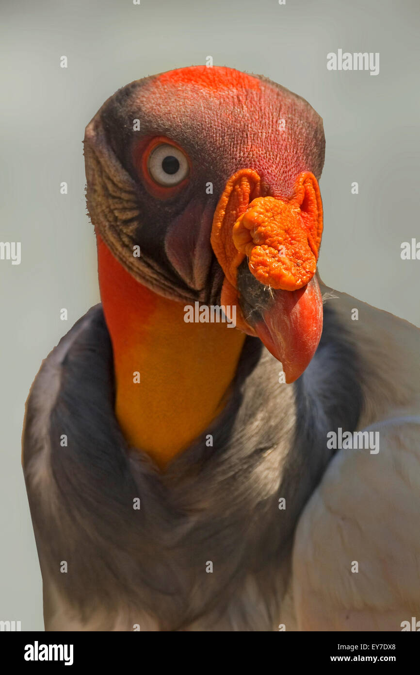 Striking portrait view of a King Vulture, a portrait view of its ...