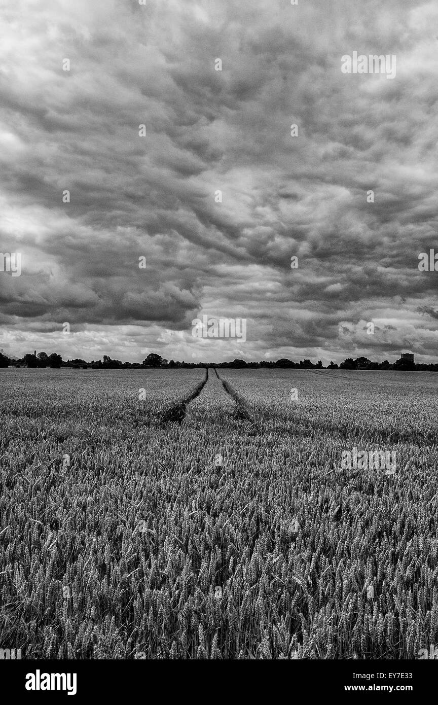 Farmer in a corn field Black and White Stock Photos & Images - Alamy