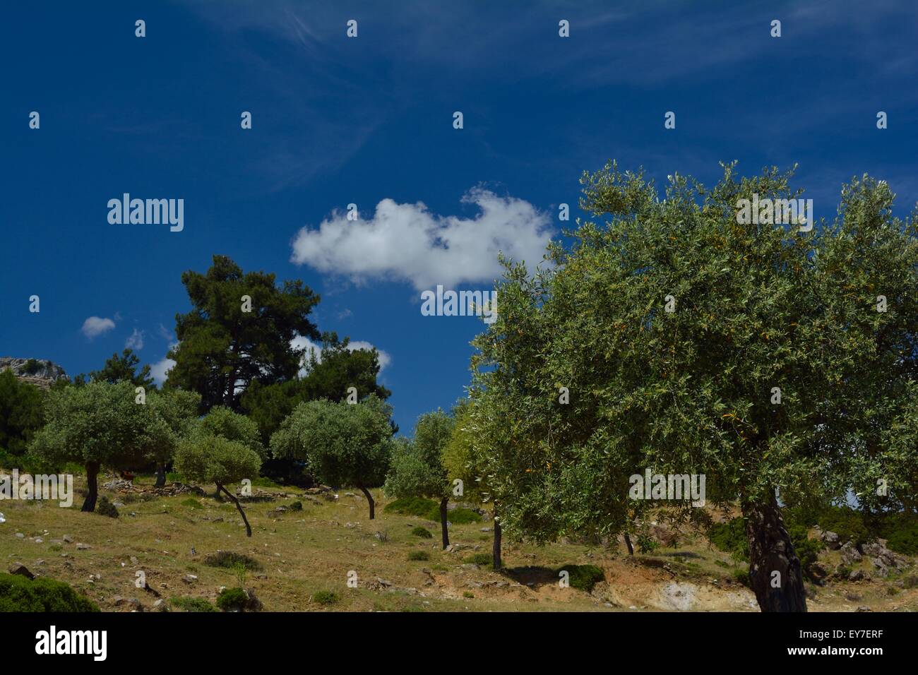 Olive tree thassos greece hi-res stock photography and images - Alamy