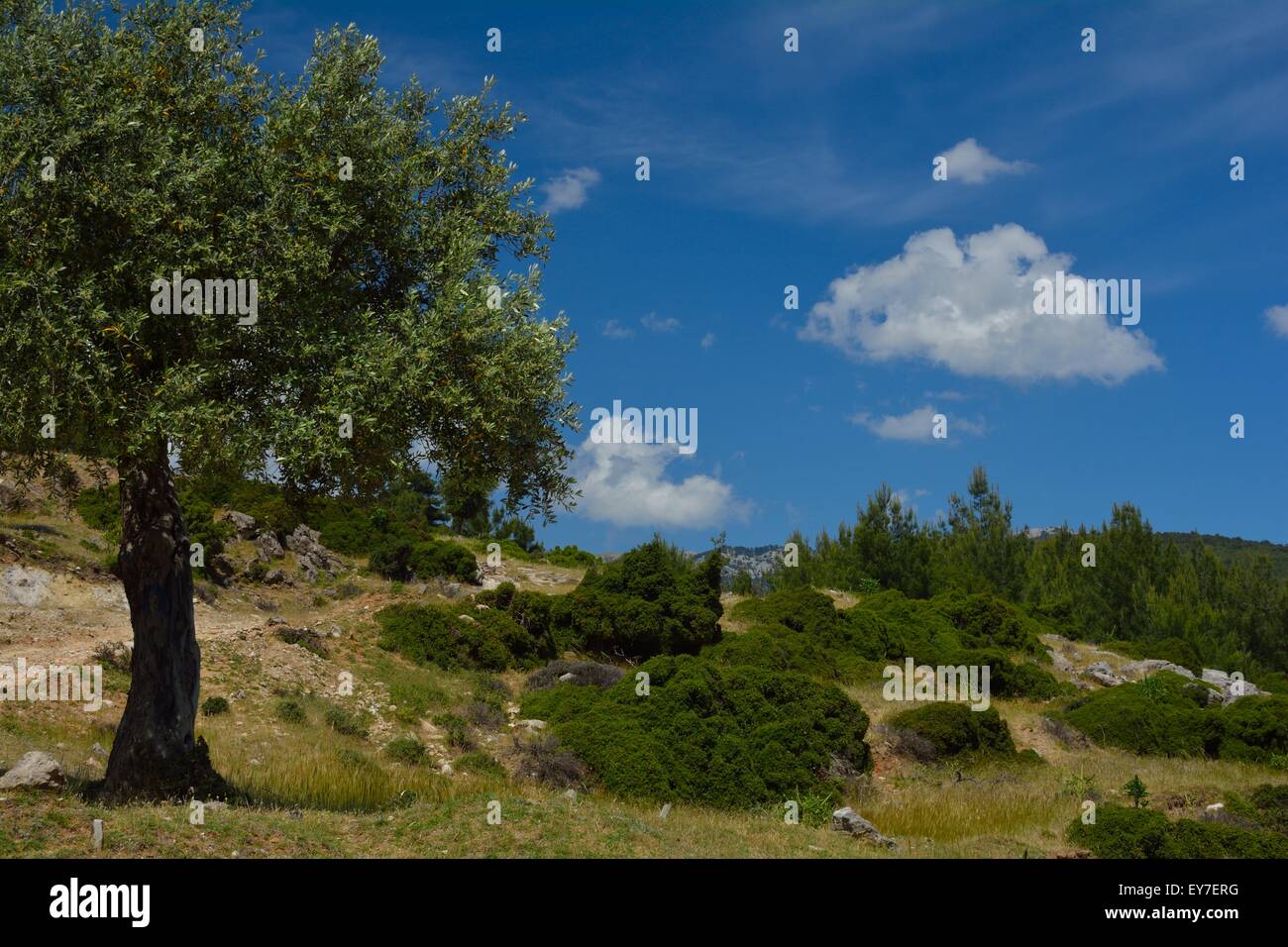 Olive tree thassos greece hi-res stock photography and images - Alamy