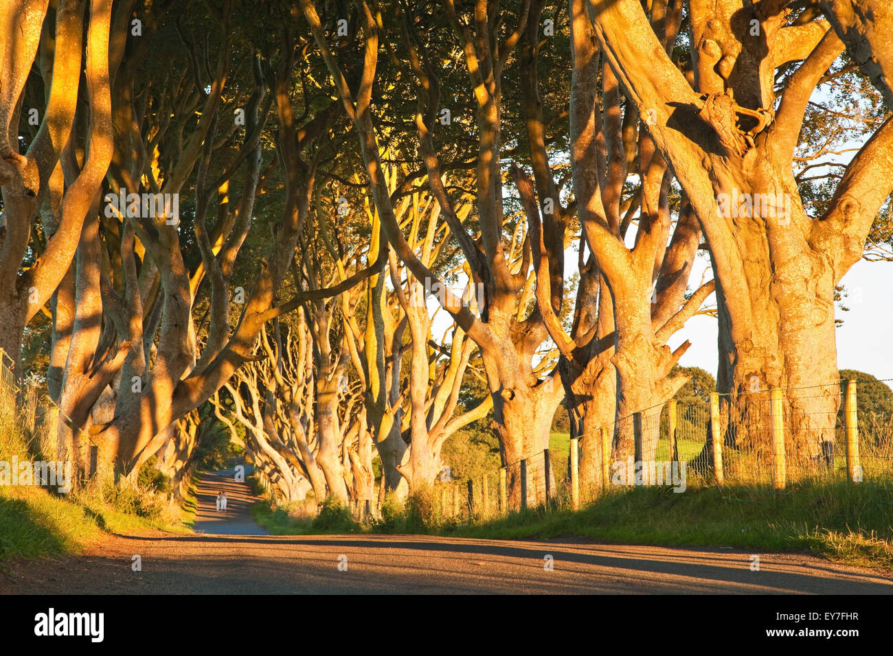 The Dark Hedges, location of the King's Road in Game of Thrones Stock ...