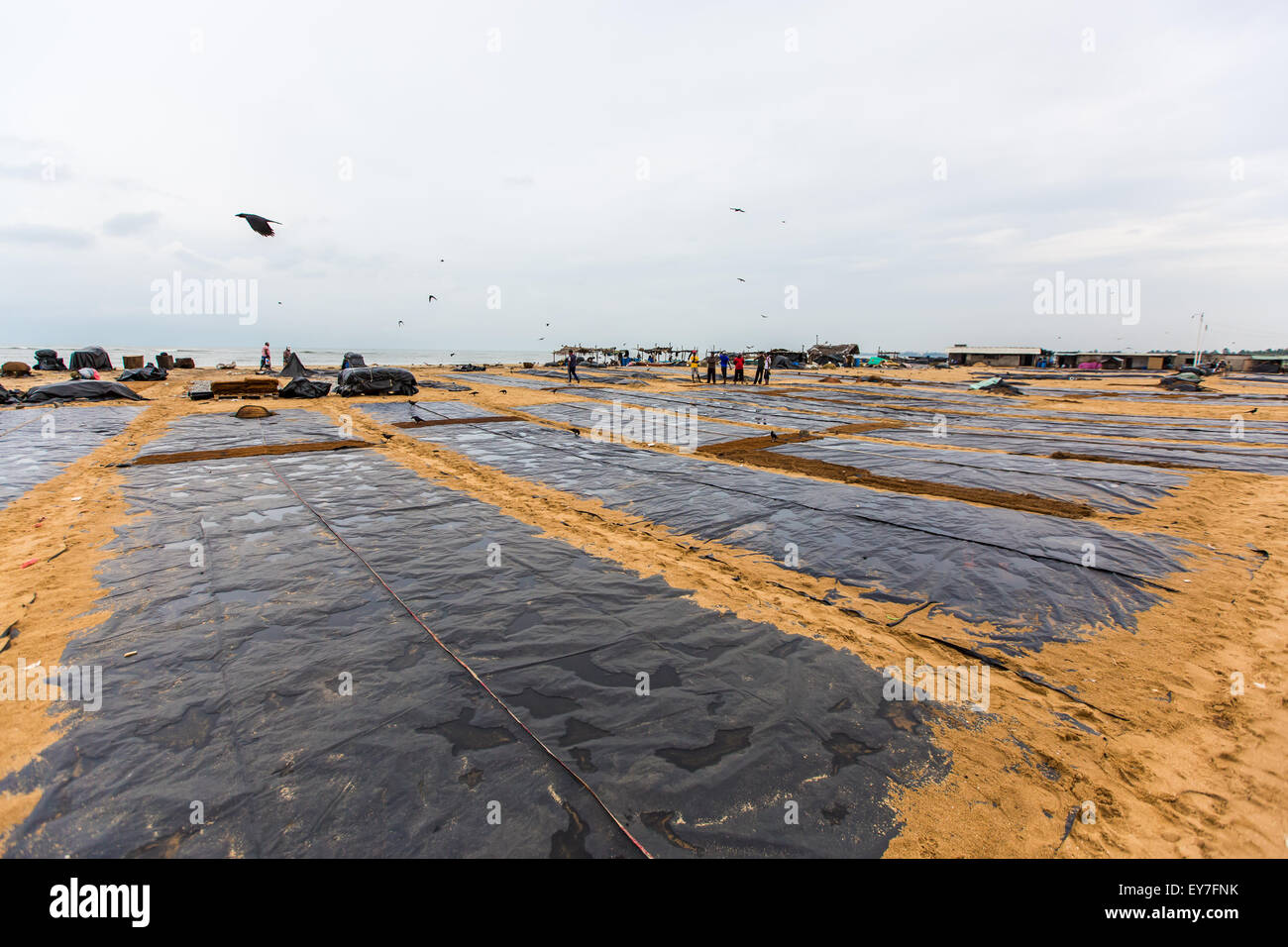 Sri Lanka Colombo fish market Stock Photo - Alamy