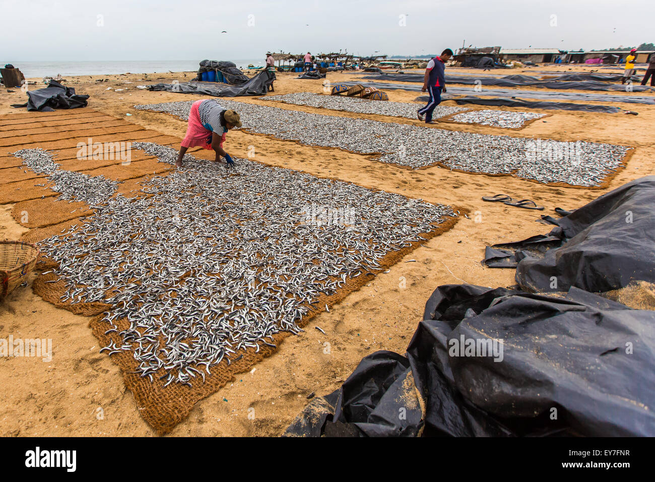 Sri Lanka Colombo fish market Stock Photo - Alamy