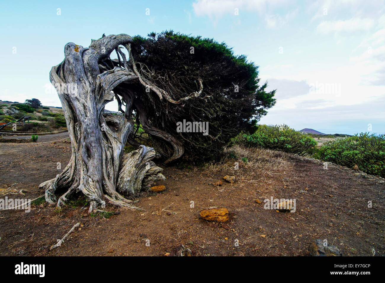 Gnarled Juniper Tree Shaped By The Wind Stock Photo - Alamy