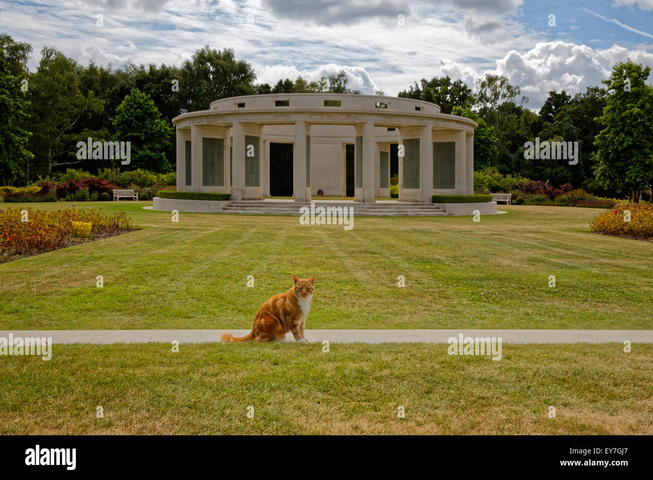 Dead ginger cat hi-res stock photography and images - Alamy