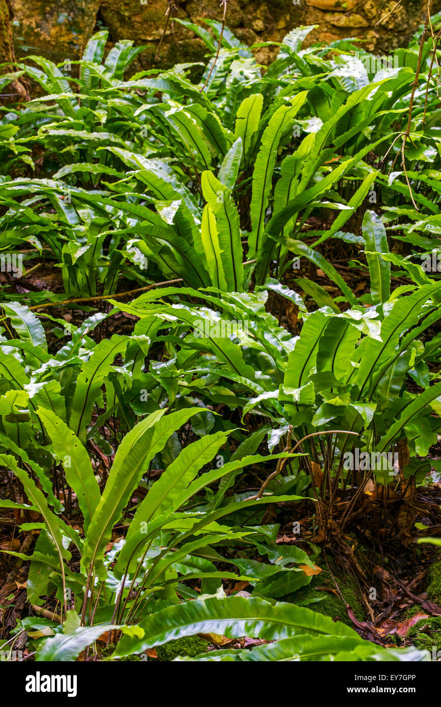 Hart's-tongue fern (Asplenium scolopendrium / Phyllitis scolopendrium ...