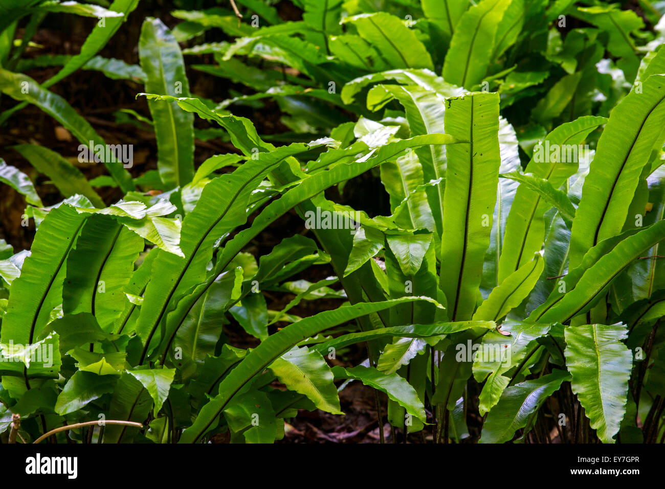 Hart's-tongue ferns (Asplenium scolopendrium / Phyllitis scolopendrium ...