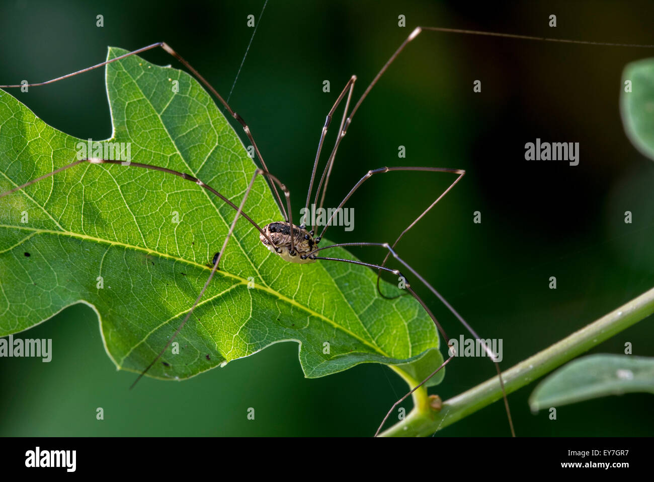 Female Leiobunum rotundum, harvestman on leaf in bush Stock Photo - Alamy