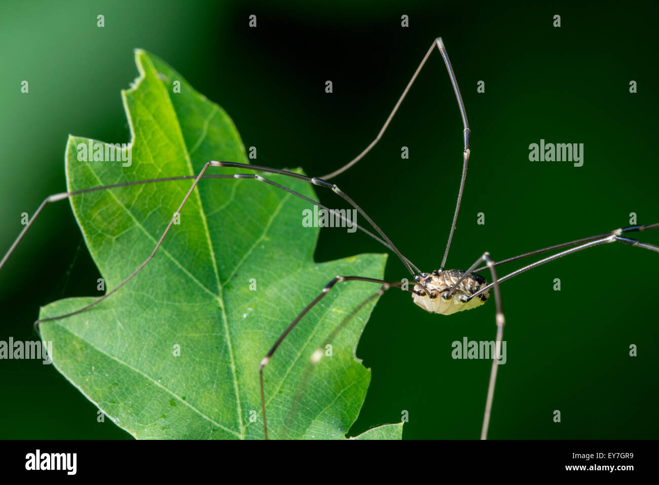 Female Leiobunum rotundum, harvestman on leaf in bush Stock Photo - Alamy
